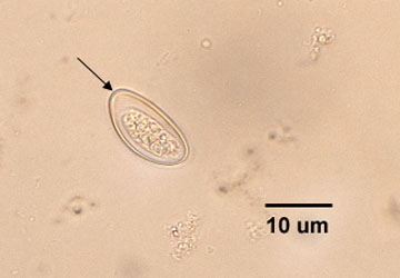 BIOL 230 Lab Manual, Lab 19